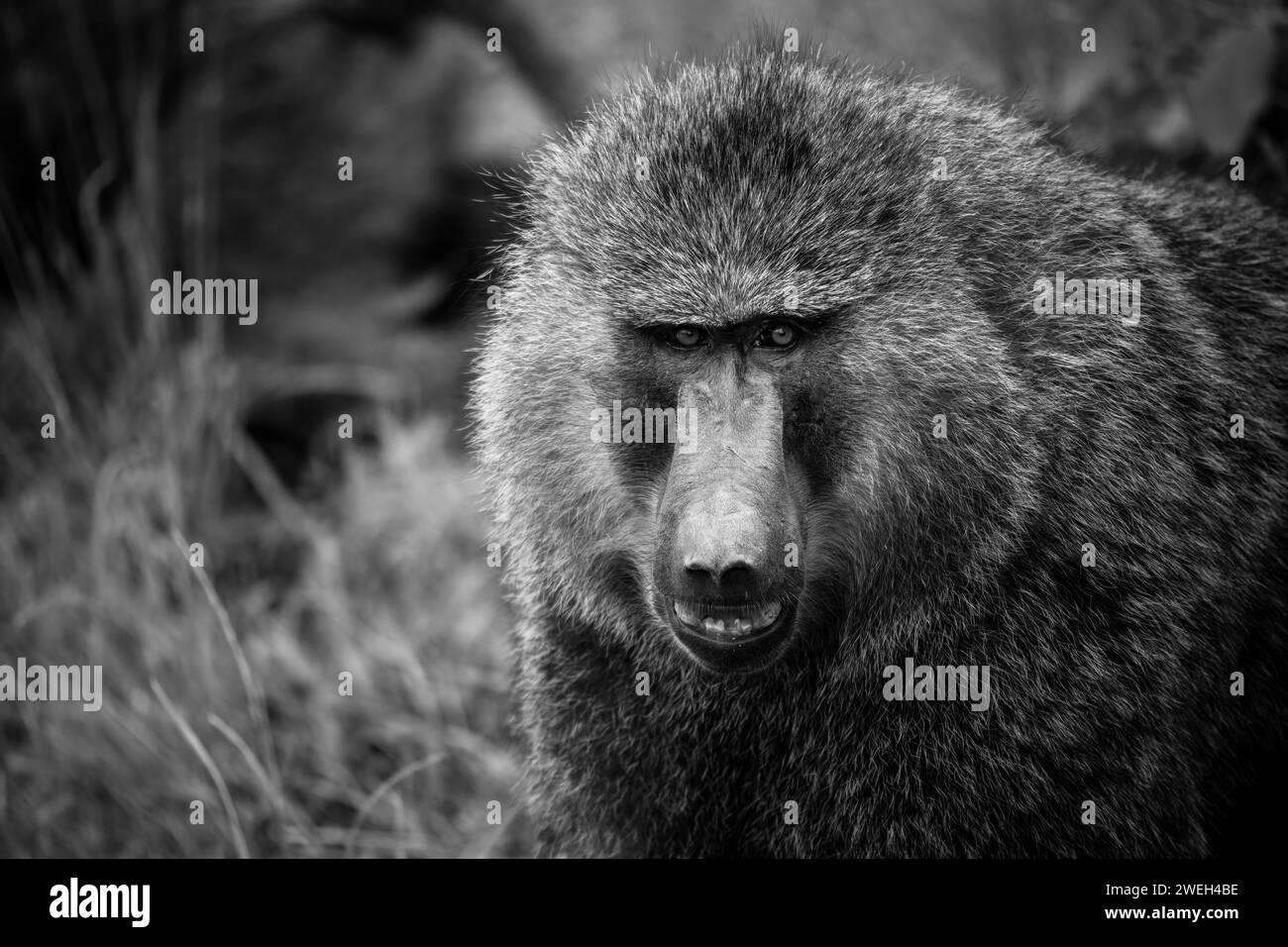 Mammalian behavior Black and White Stock Photos & Images - Alamy