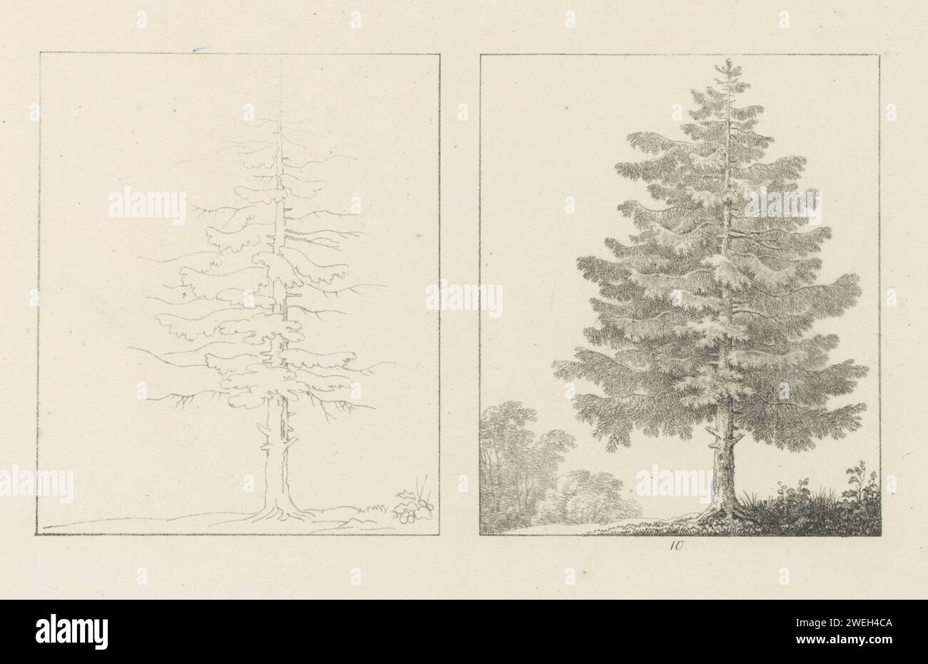 Album magazine with two performances of two spruce trees: on the left ...