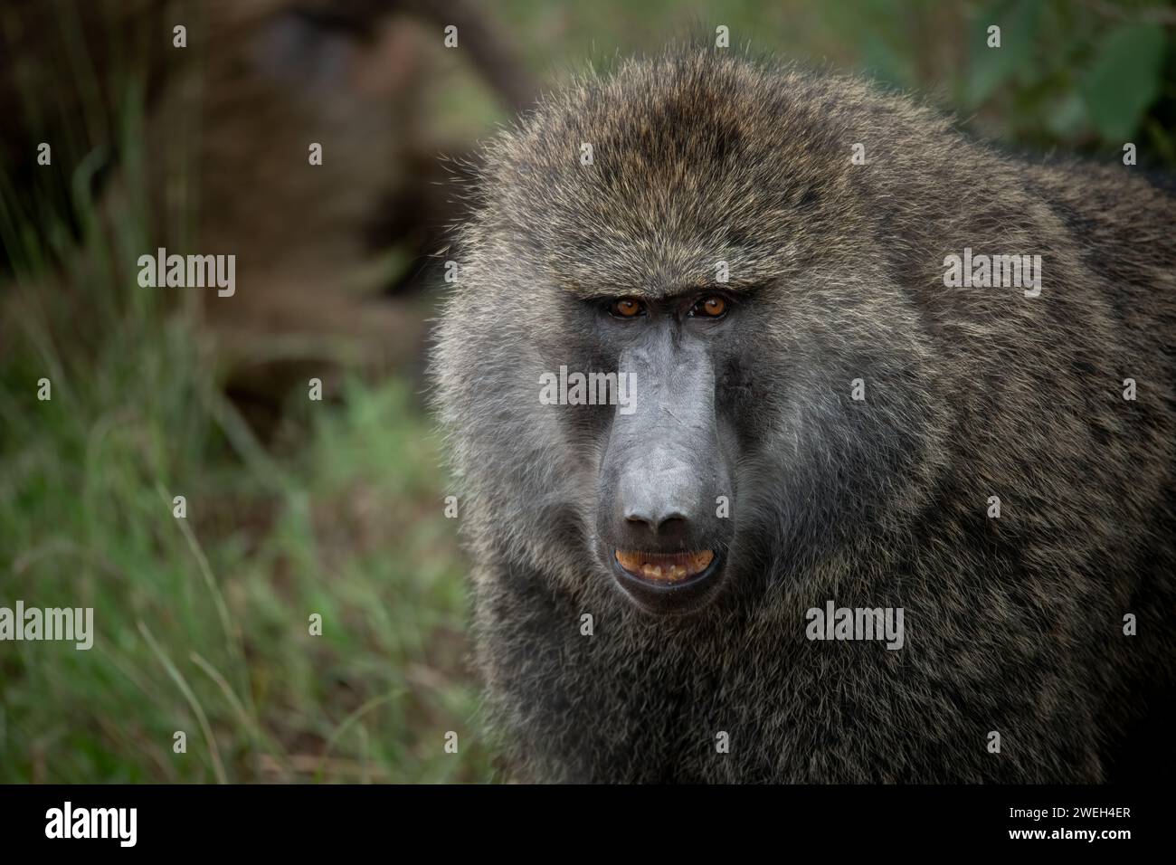 Baboon face hi-res stock photography and images - Alamy