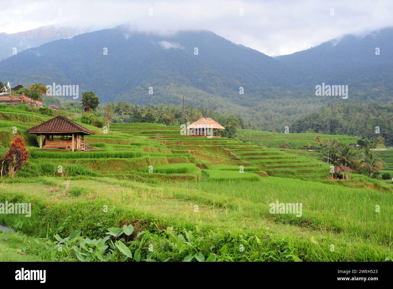 Huts in the rice field Stock Photo - Alamy
