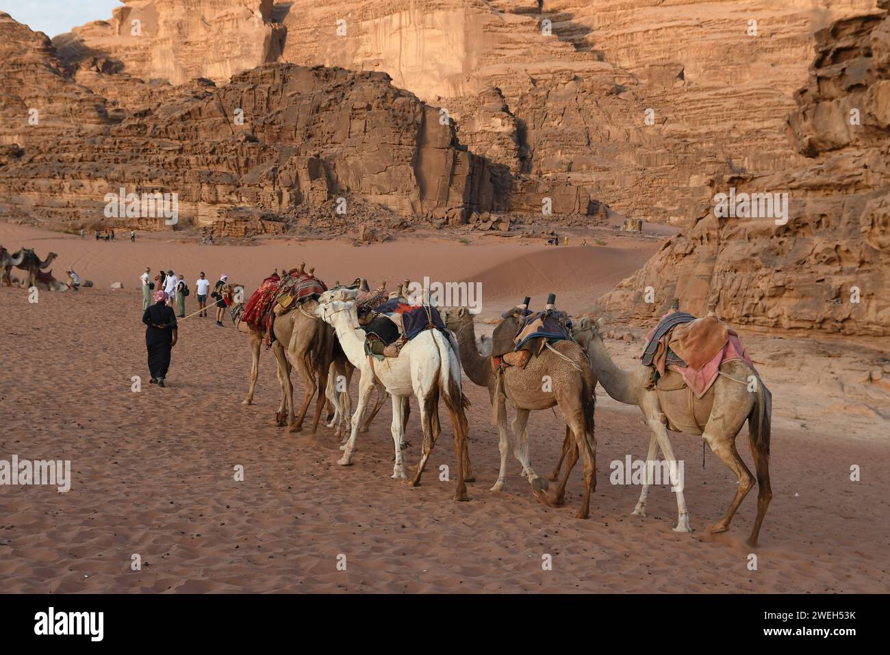 A Local Beduin man walking his camels in Wadi Rum desert in Jordan ...