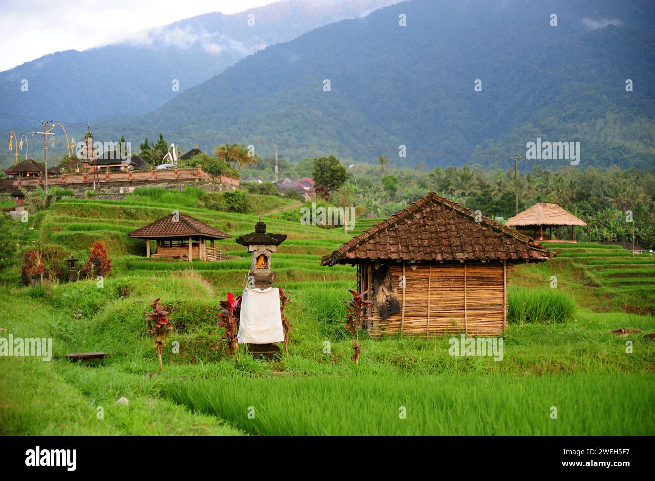 Huts in the rice field Stock Photo - Alamy