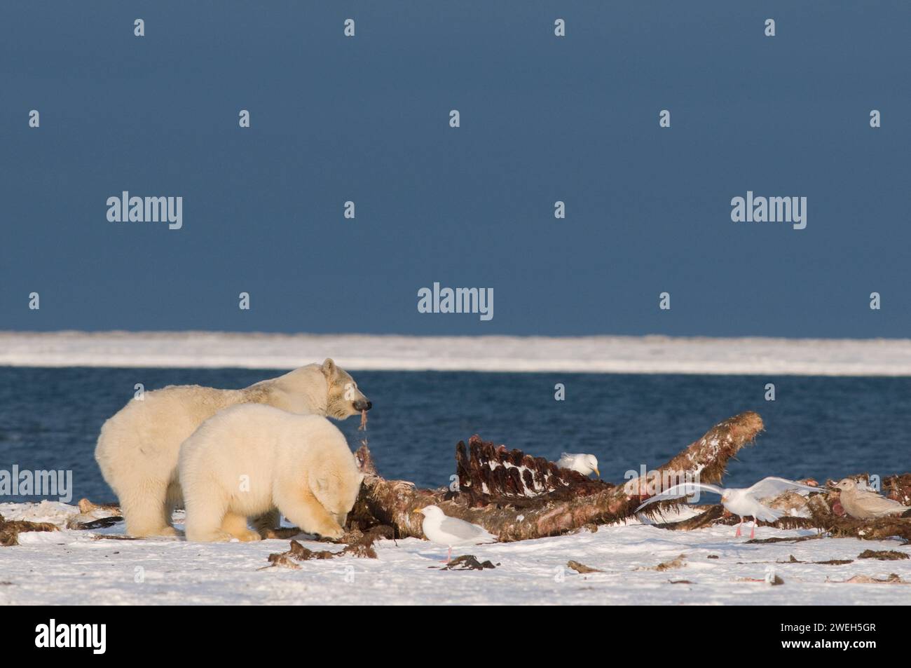 polar bears Ursus maritimus collared sow with large cub scavenge a ...
