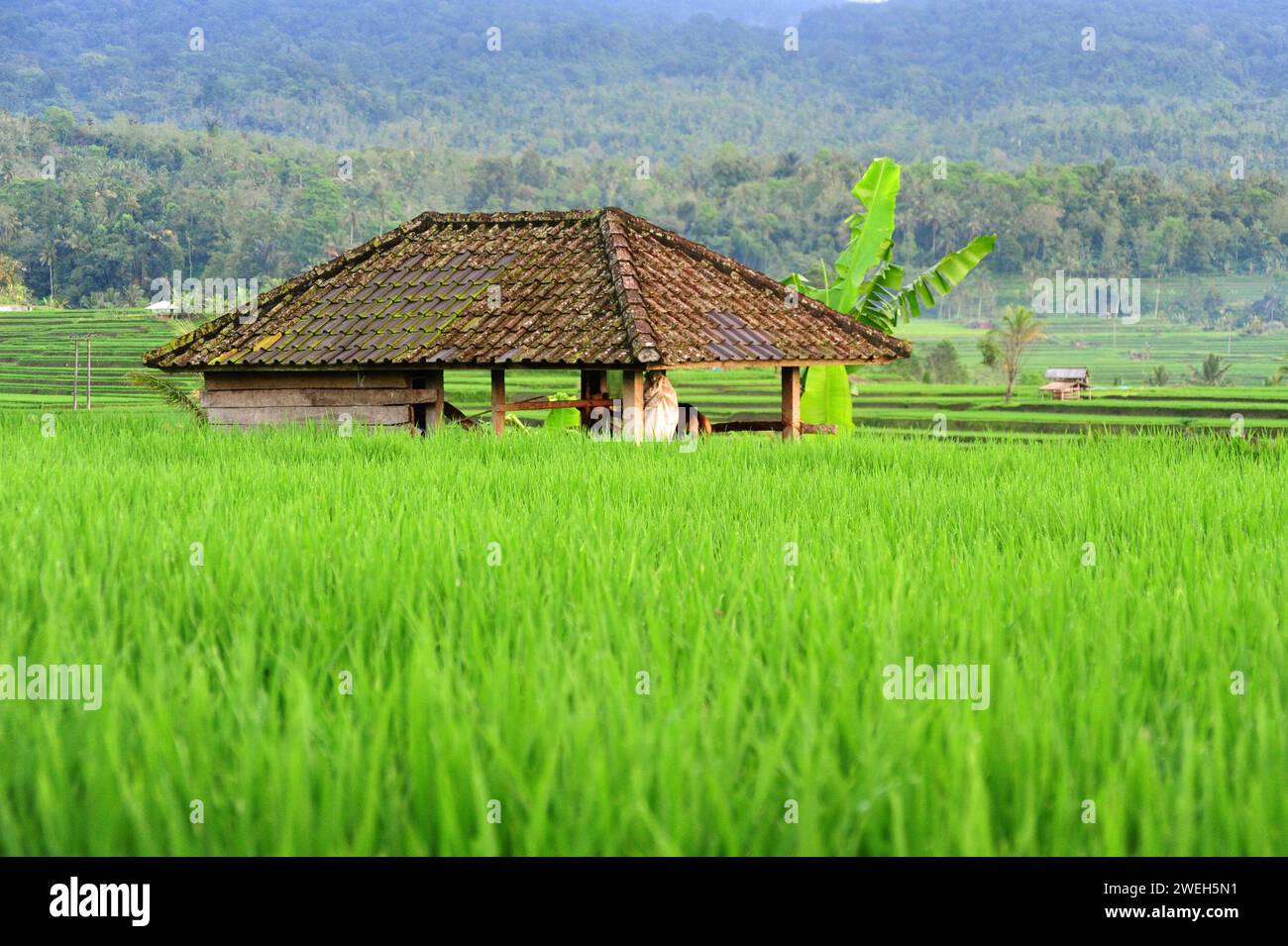 Hut in the rice field Stock Photo - Alamy