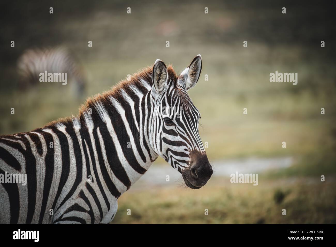 Safari animals pattern hi-res stock photography and images - Alamy