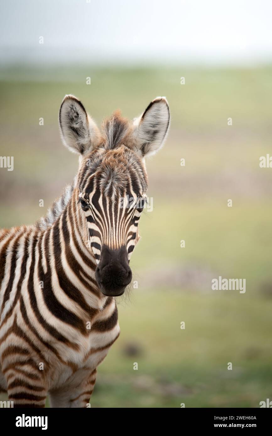Baby zebra cute hi-res stock photography and images - Alamy