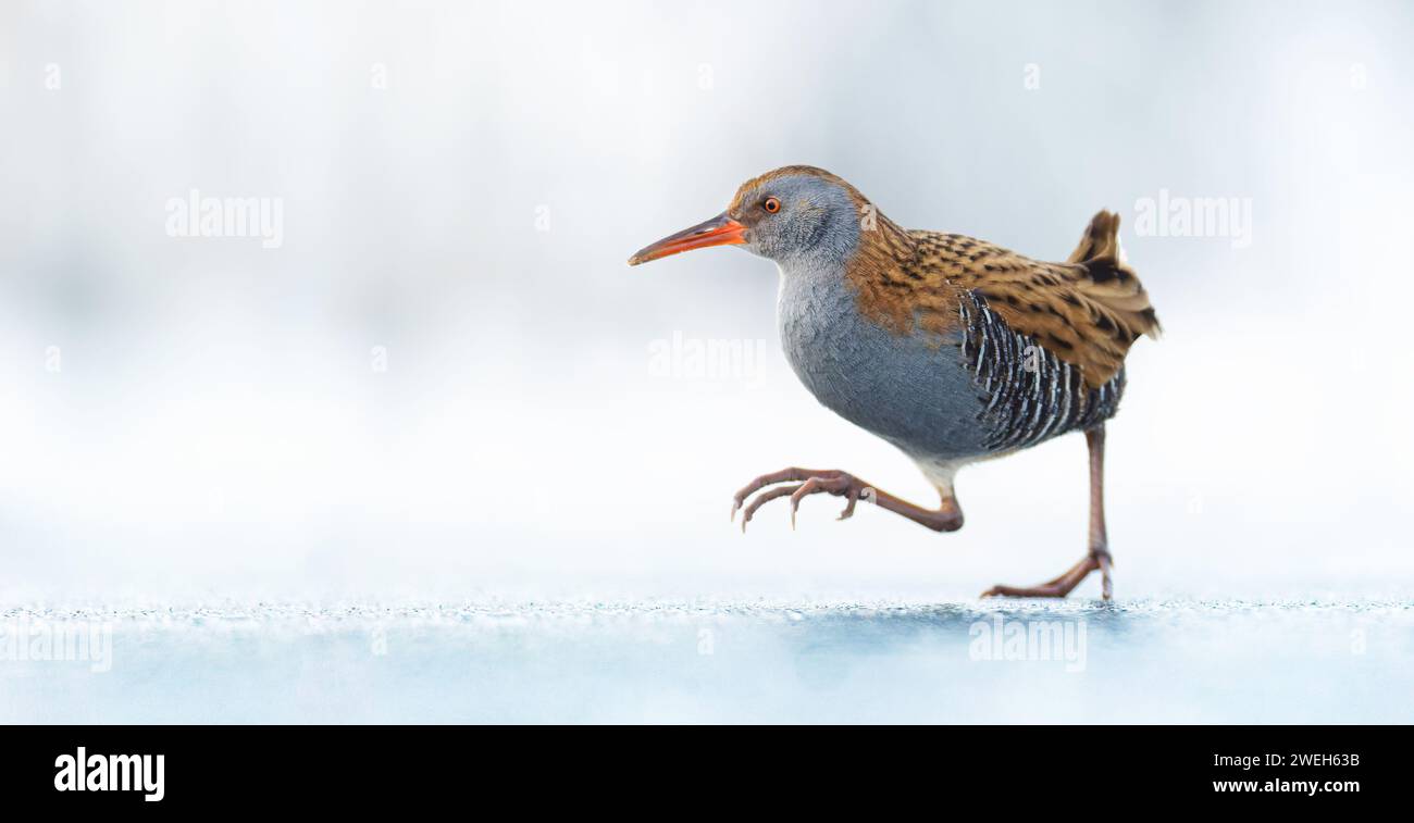Water Rail Rallus aquaticus running on the ice and on the frozen ...