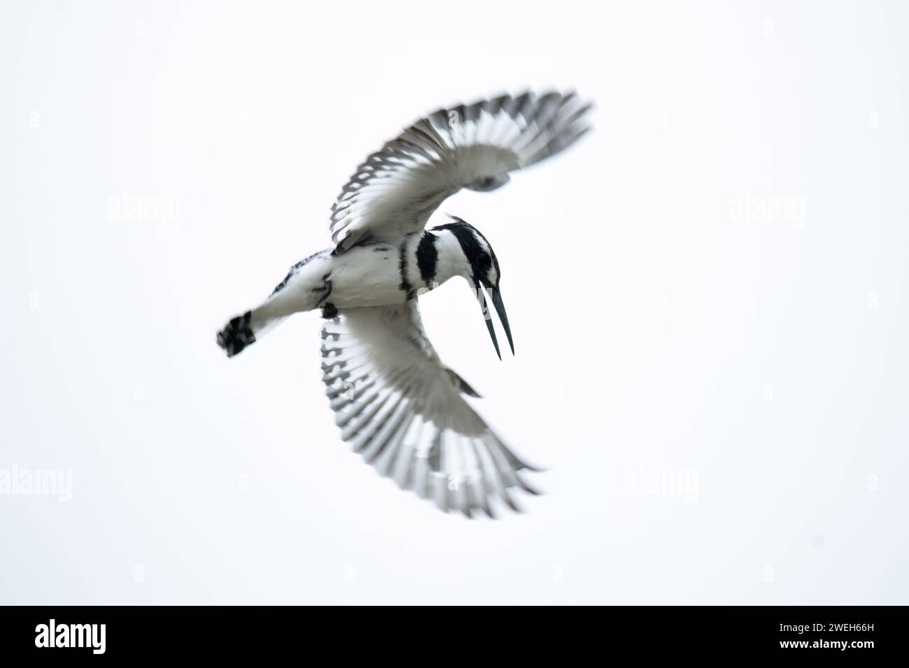 Fish praying hi-res stock photography and images - Alamy