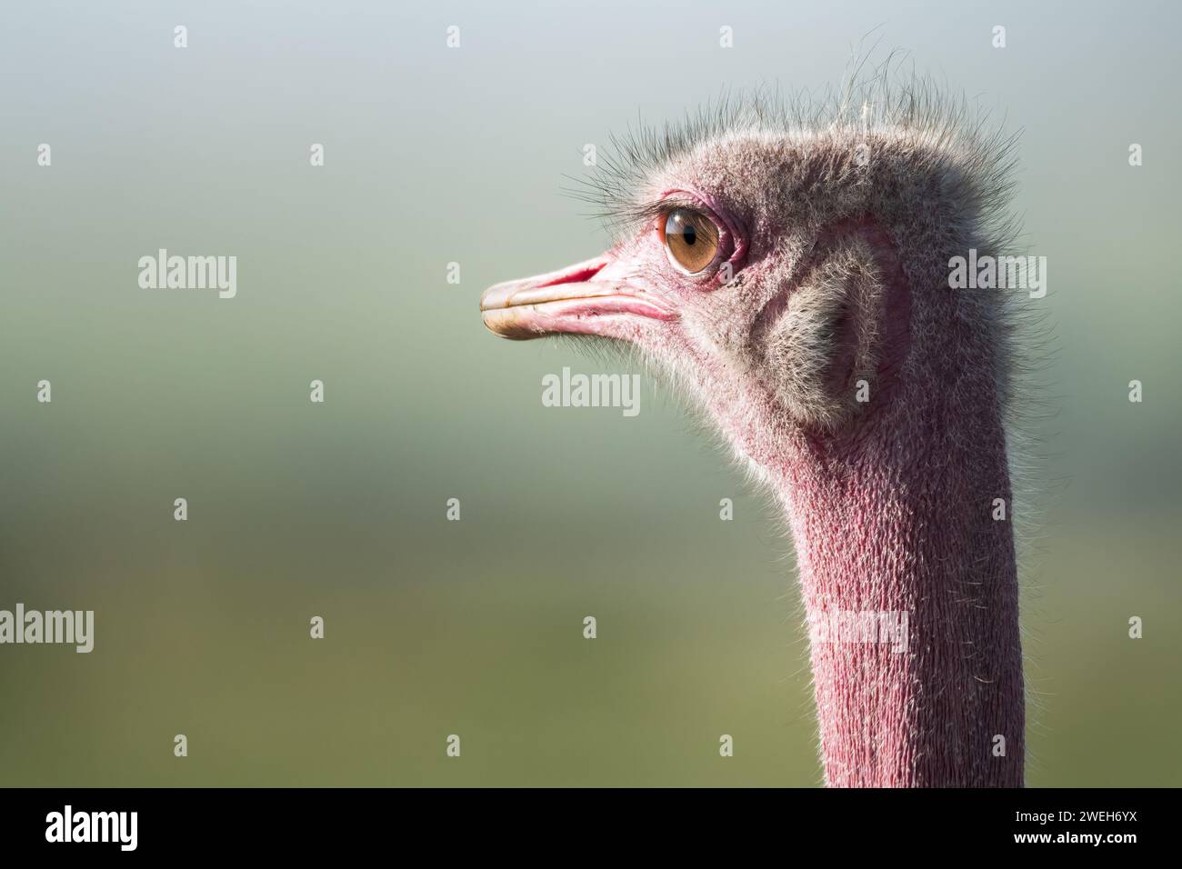 Ostrich face details hi-res stock photography and images - Alamy