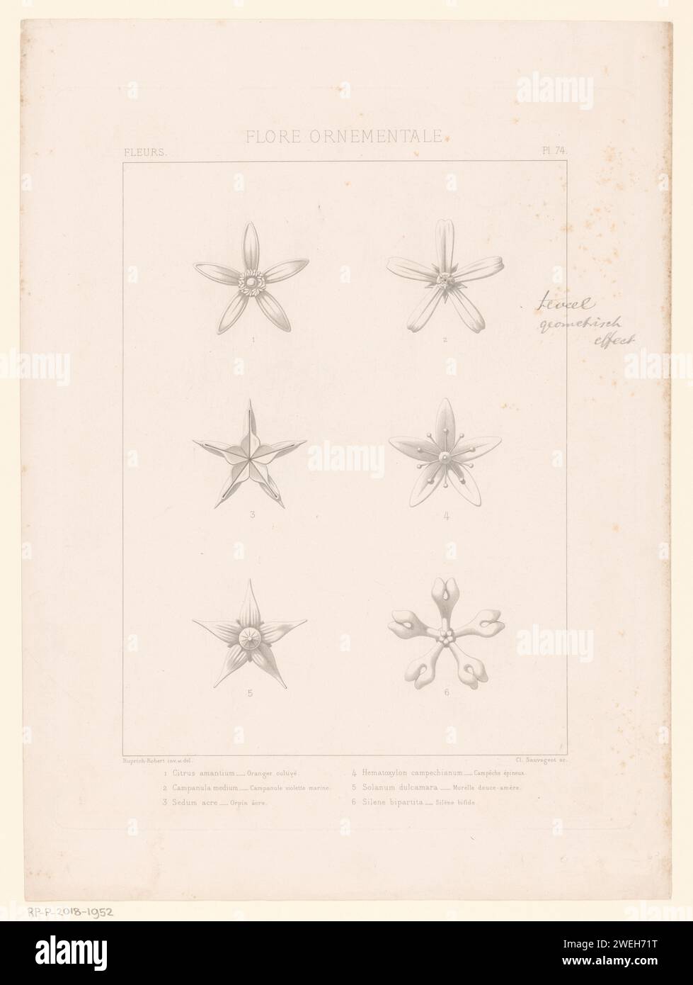 Study sheet with front views of various flowers with five leaves ...