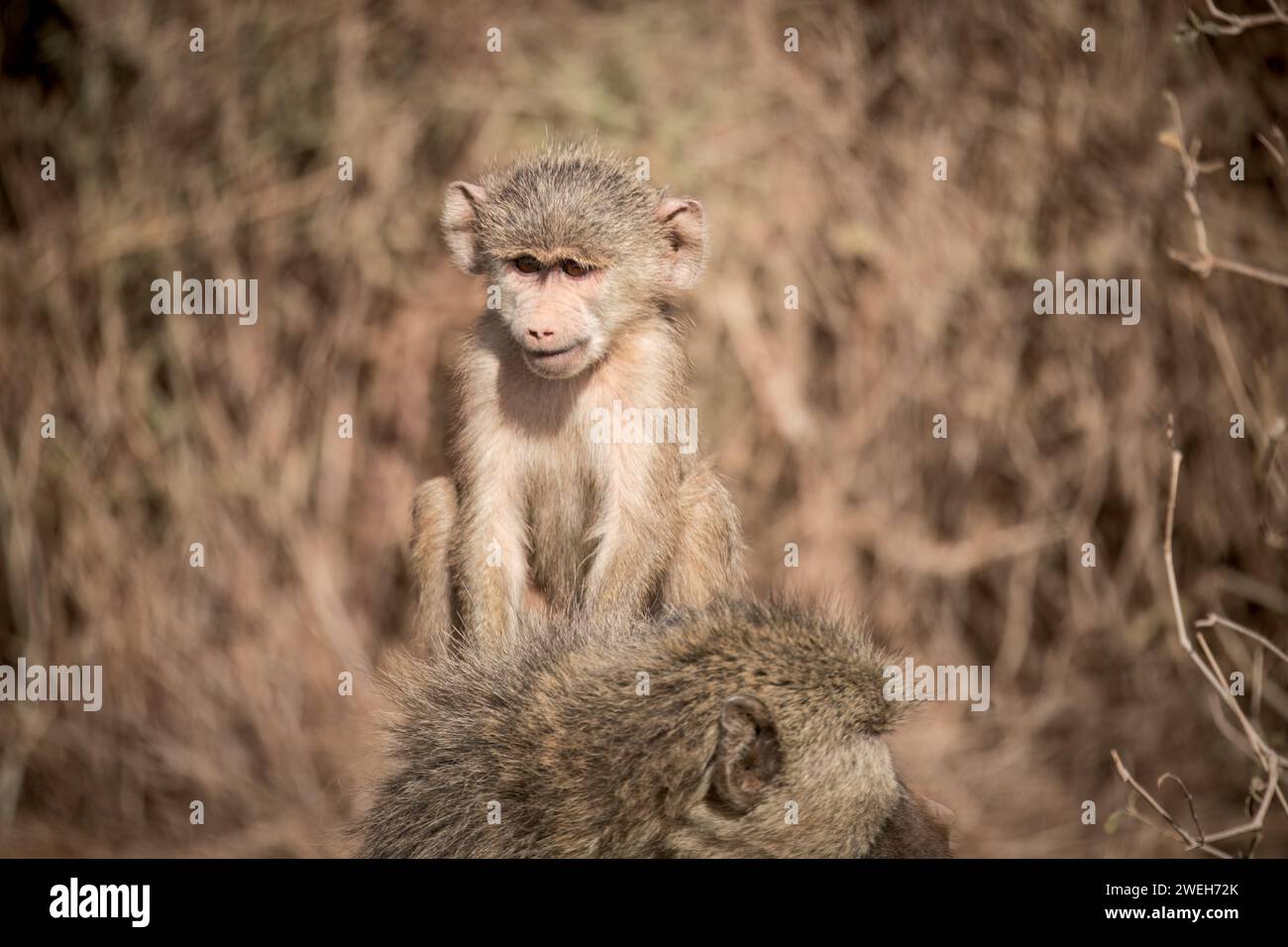 Newborn baboon hi-res stock photography and images - Alamy