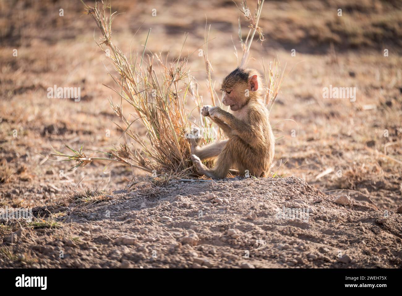 Newborn baboon hi-res stock photography and images - Alamy