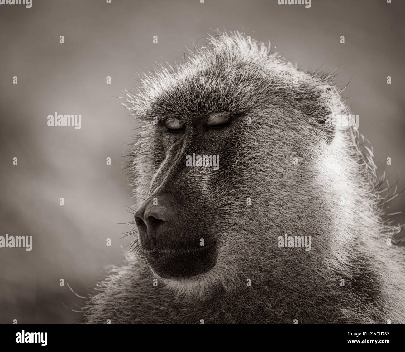 Yellow baboon face hi-res stock photography and images - Alamy