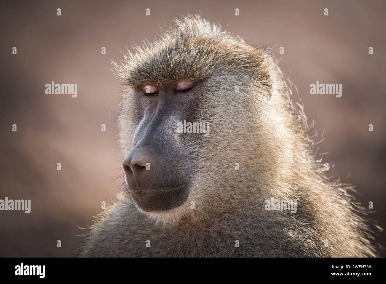 Baboon head hi-res stock photography and images - Alamy