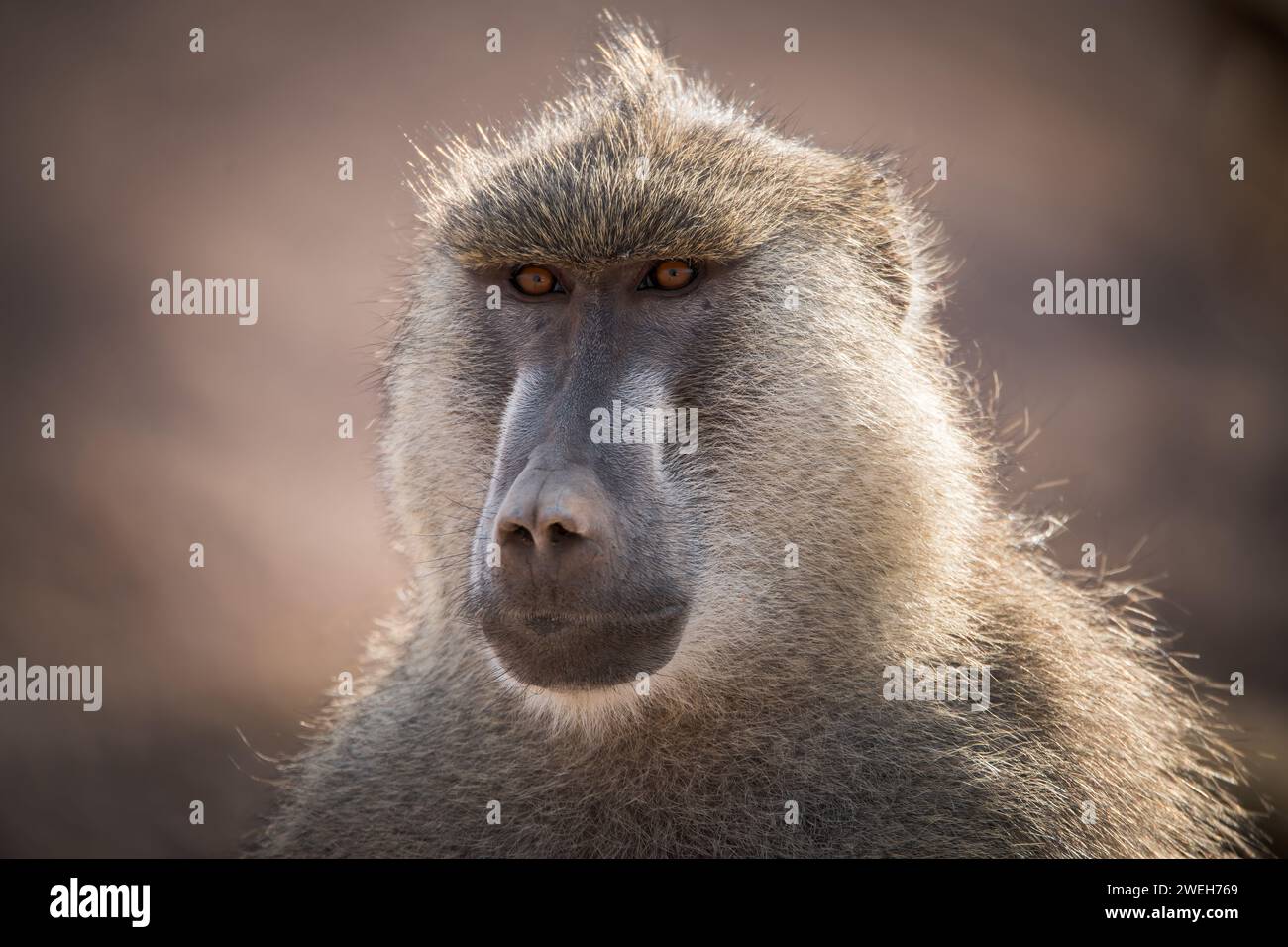 Baboon head hi-res stock photography and images - Alamy