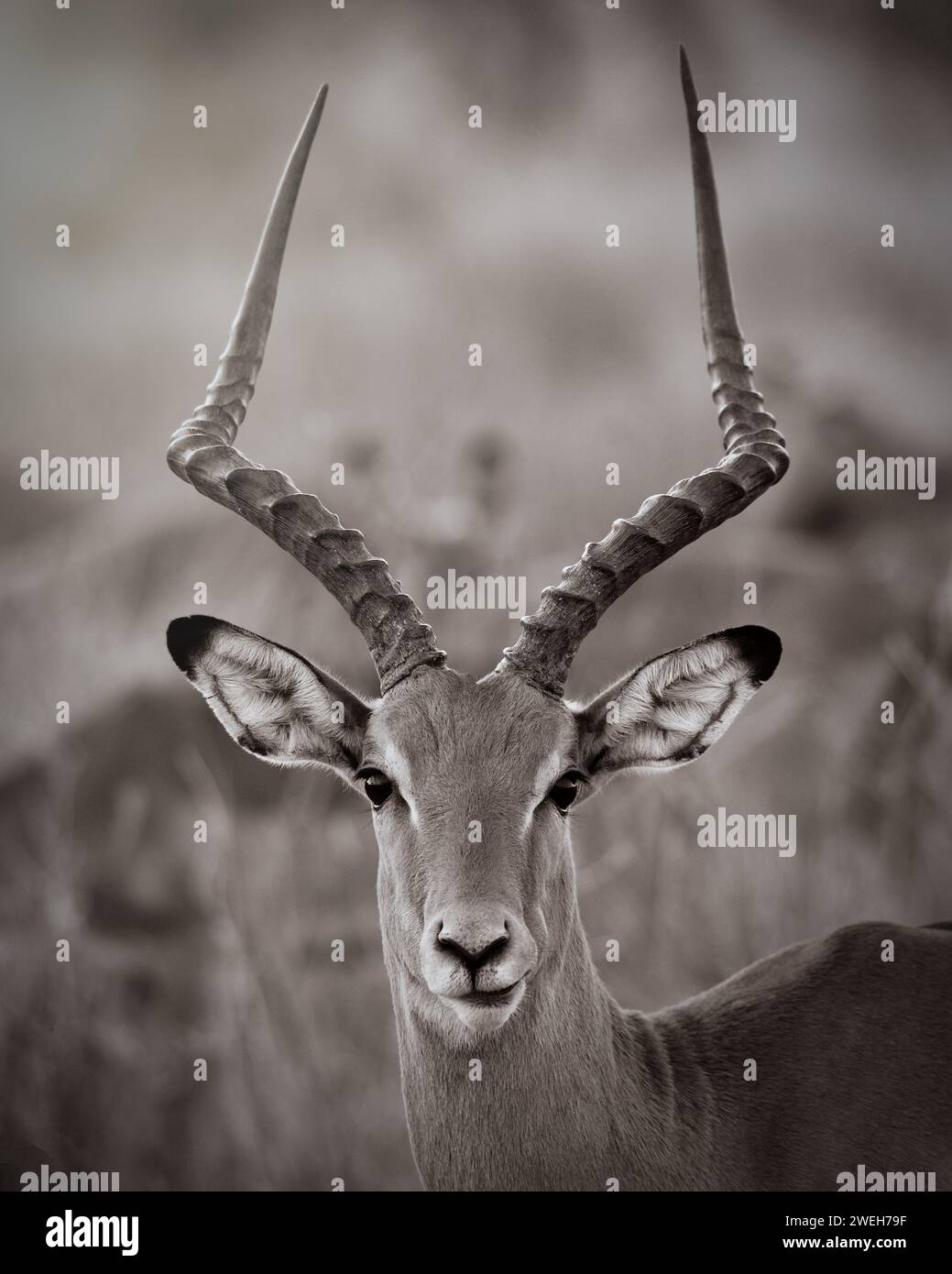 Sepia photos hi-res stock photography and images - Alamy