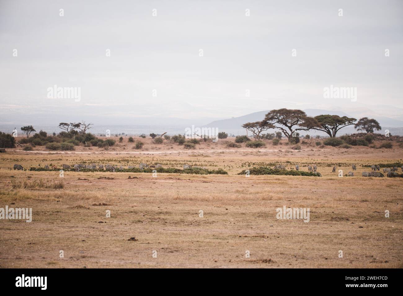 African savannah scene hi-res stock photography and images - Alamy