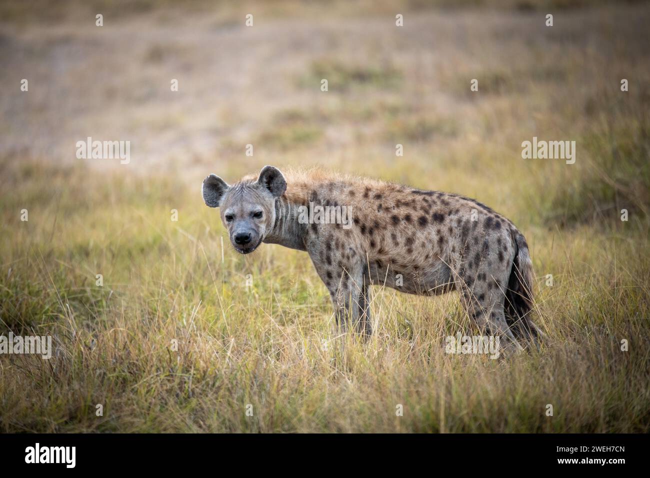 spotted hyena in the african savannah Stock Photo - Alamy