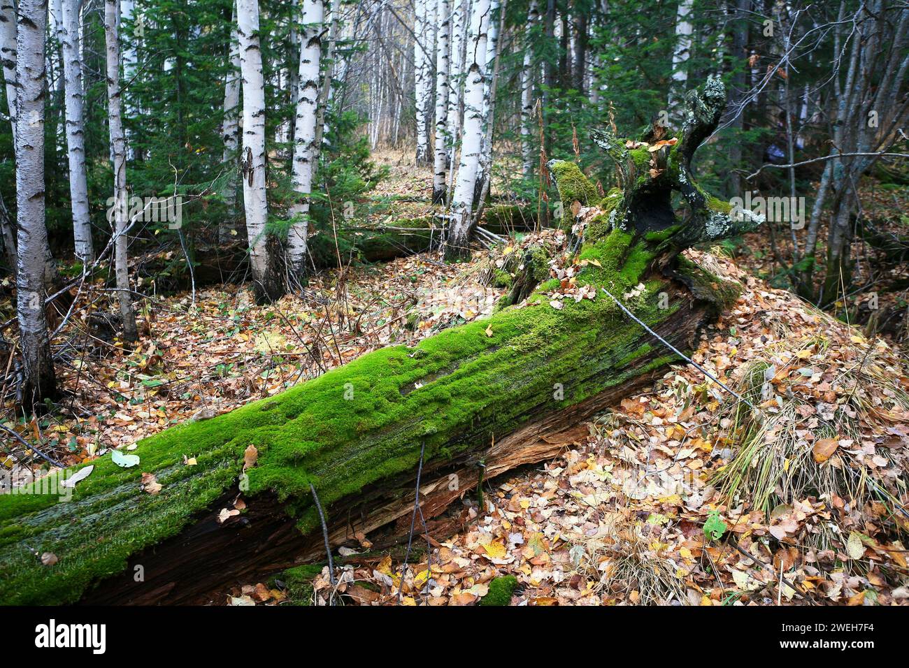 Beautiful landscape lake forest hi-res stock photography and images - Alamy