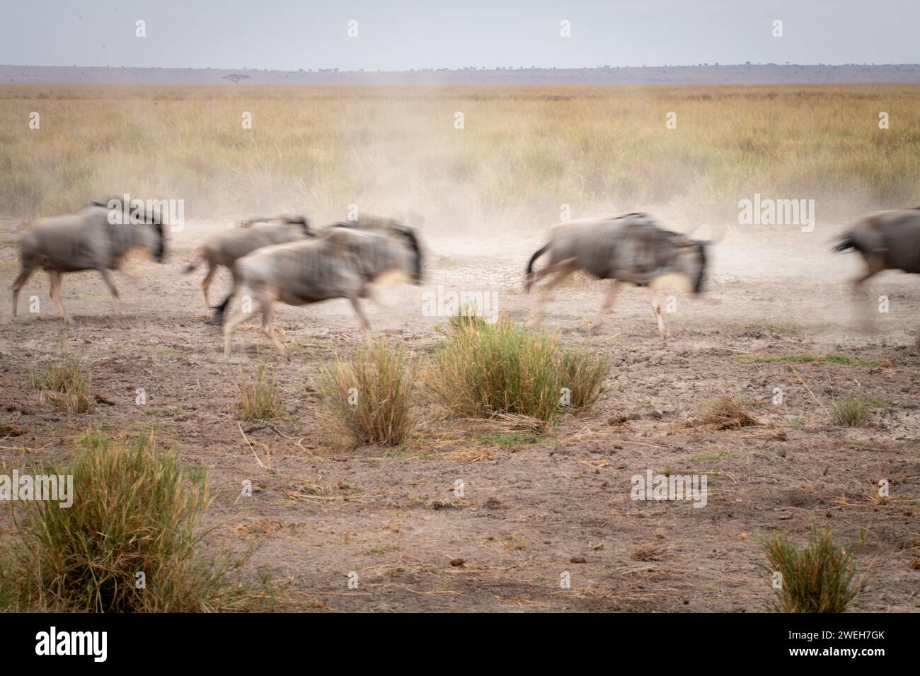 running wildebeest in the african savannah Stock Photo - Alamy