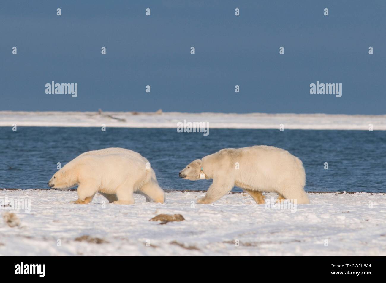polar bears, Ursus maritimus, collared sow with her two cubs walk along ...