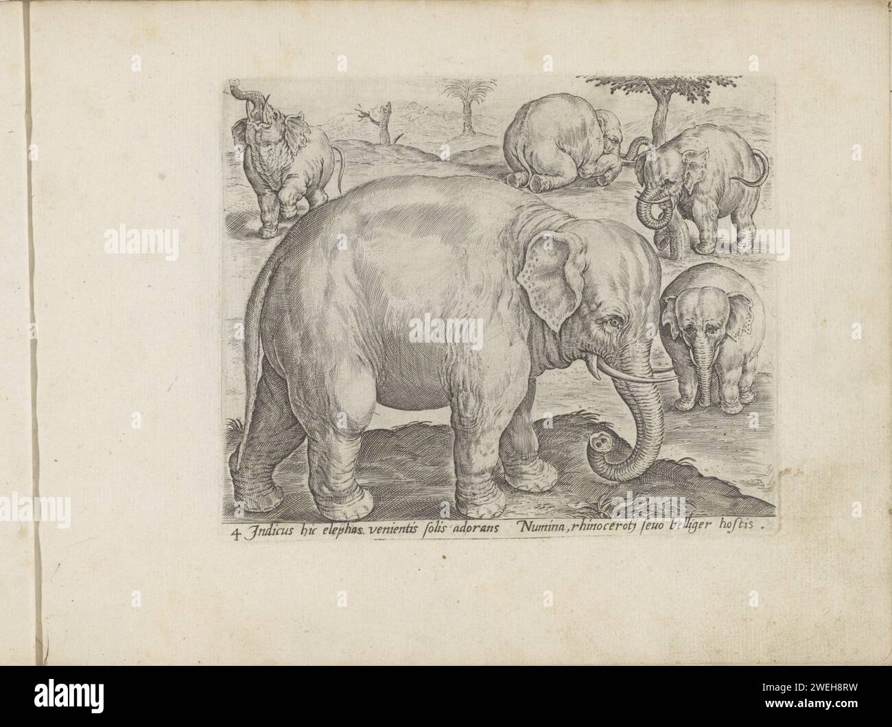 Five elephants, Anonymous, After Gerard van Groeningen, 1581 - 1600 ...