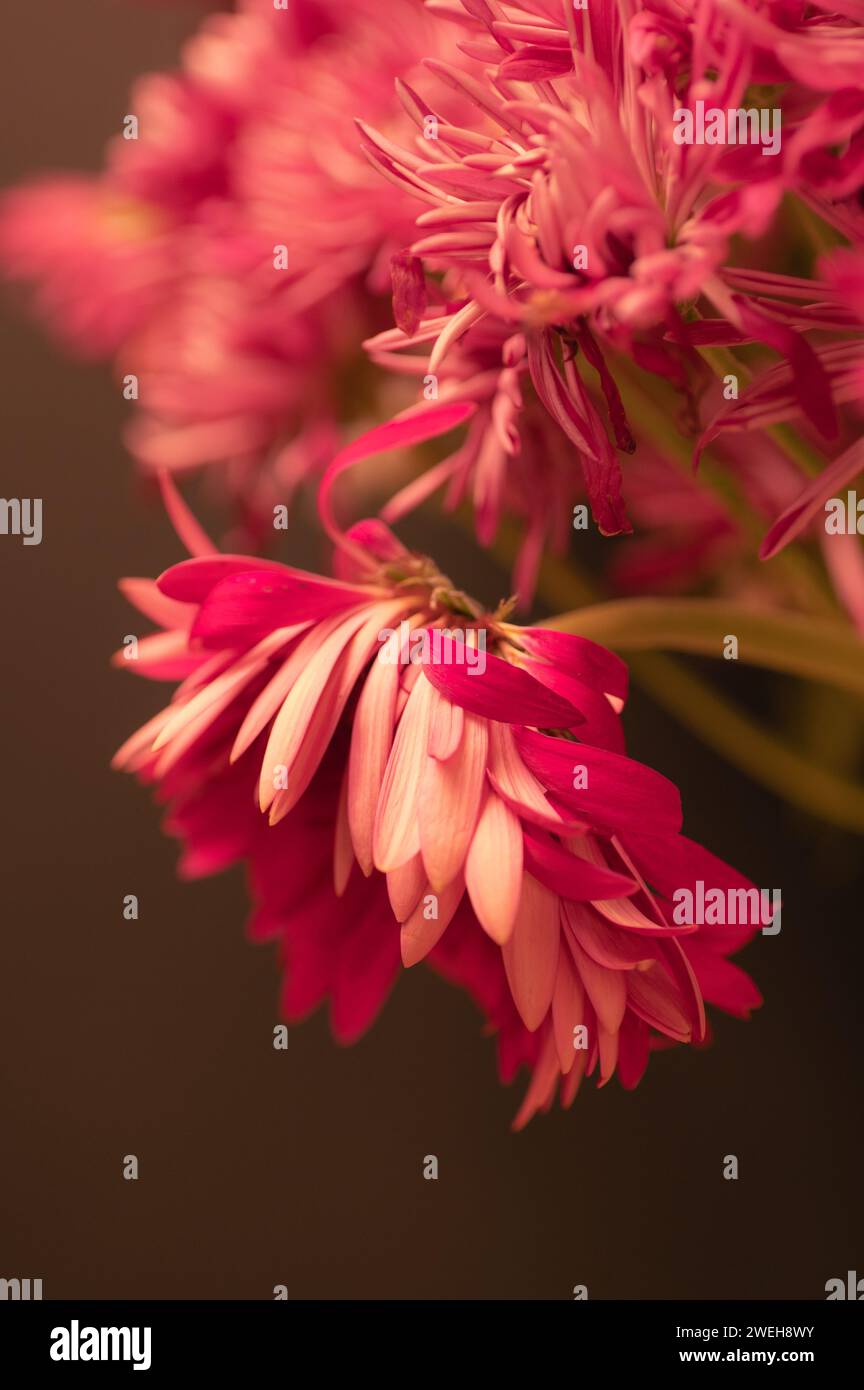 Drooping gerbera hi-res stock photography and images - Alamy