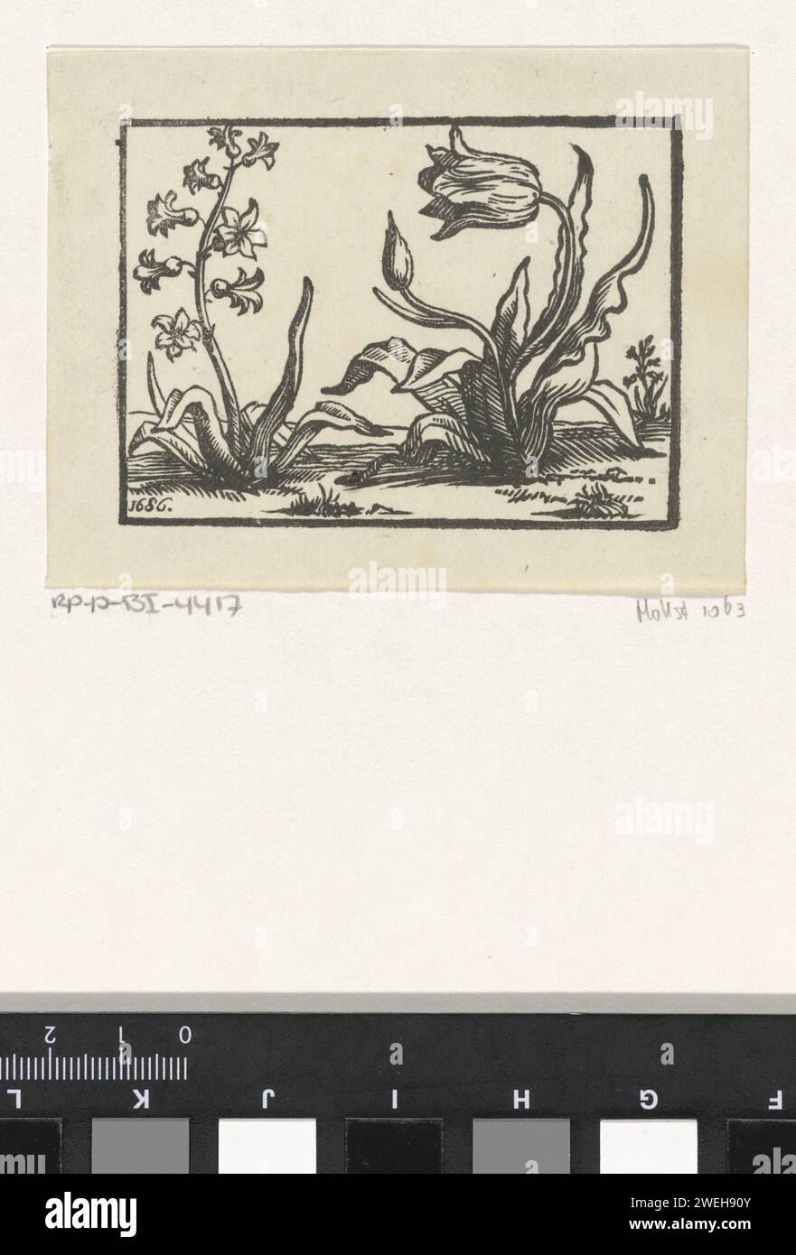 Hyacinth and a tulip, Isaac Vincentsz. van der Vinne, 1686 print paper ...
