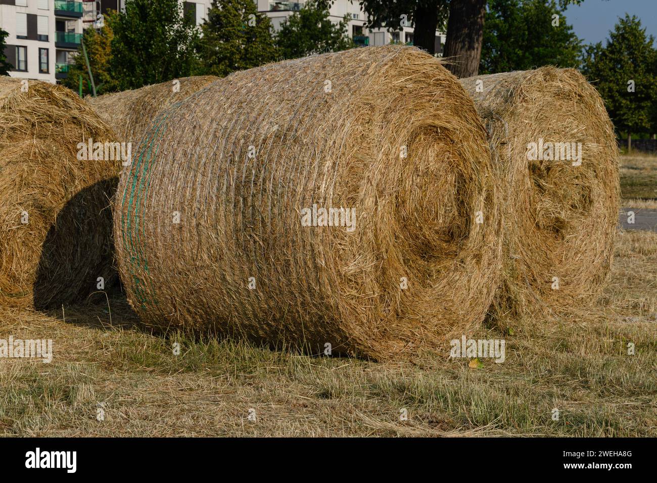 The hay bales are drying in the field Stock Photo - Alamy