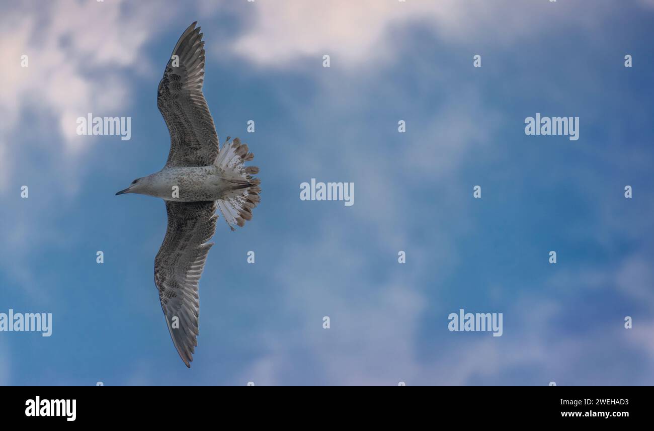 A seagull is captured in mid-flight against a soft blue sky, its wings ...