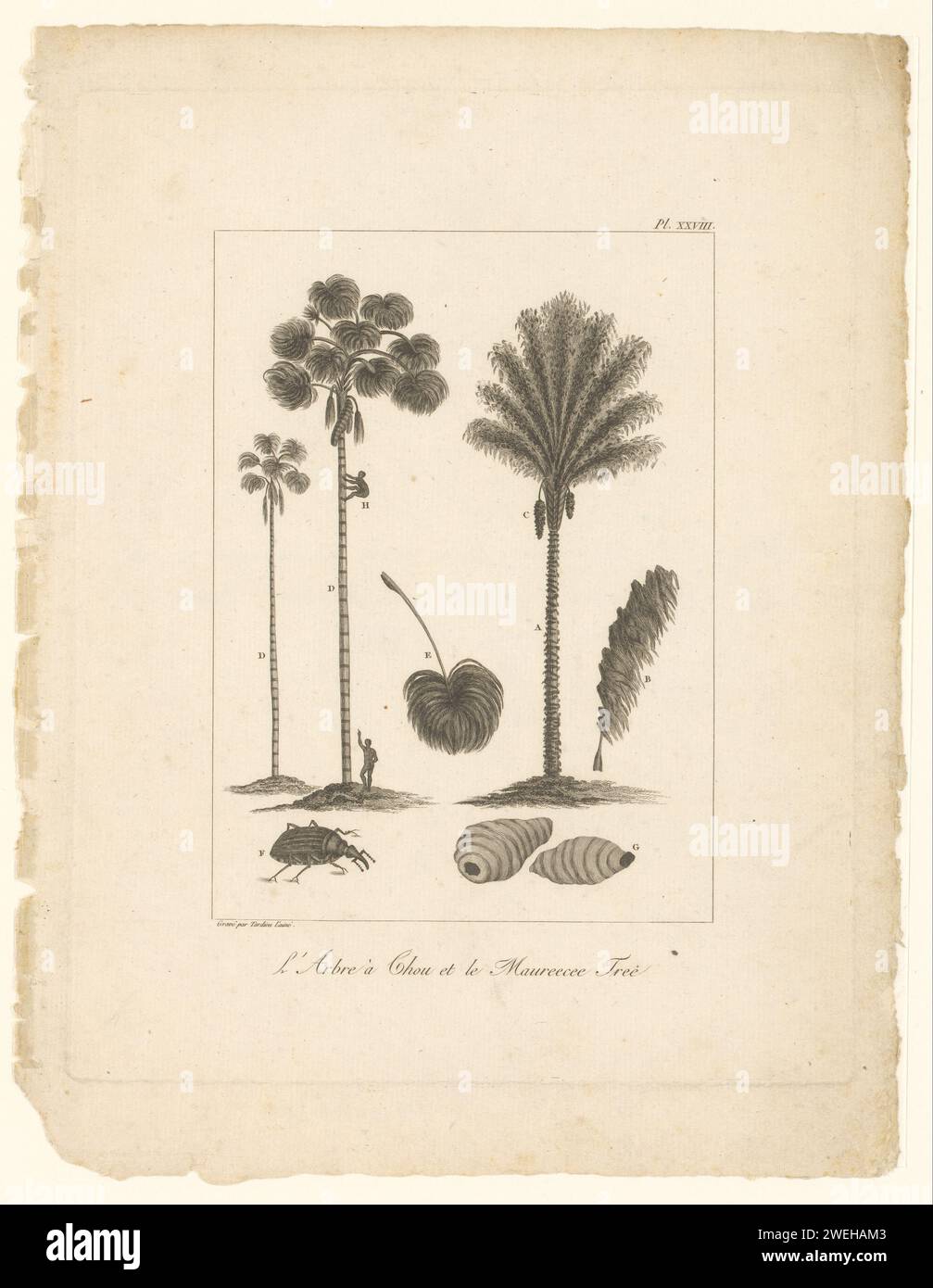 Three trees, branches, a beetle and fruits with letters, Tardieu, 1799 ...