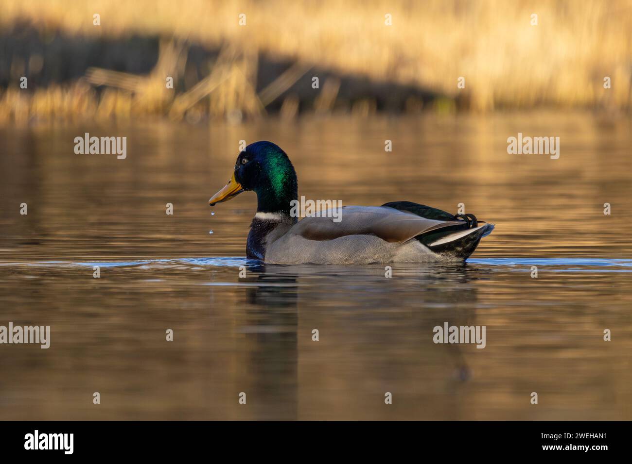 Mallard, Wilde eend Stock Photo - Alamy