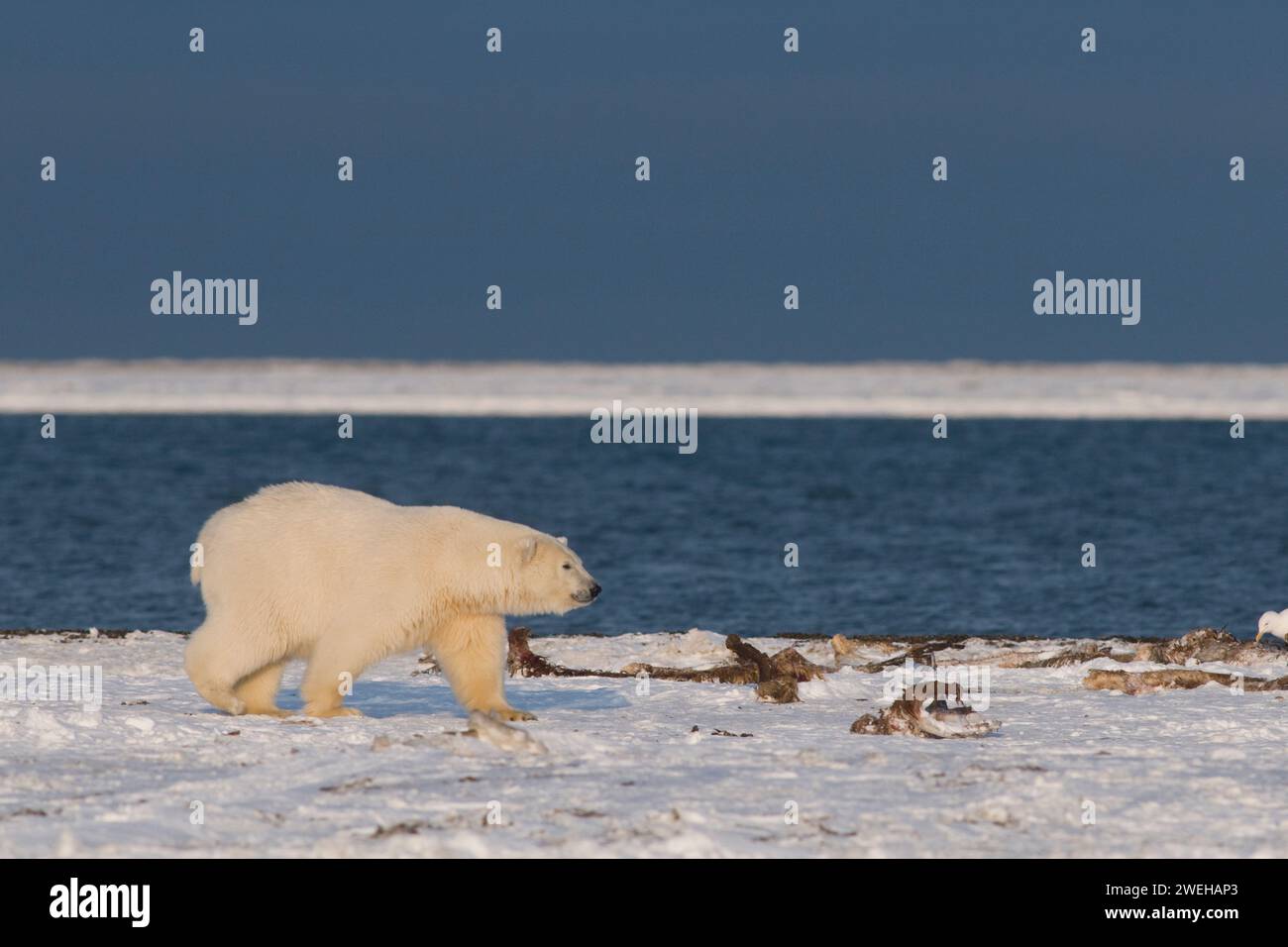 polar bear, Ursus maritimus, collared sow looks for food along the ...