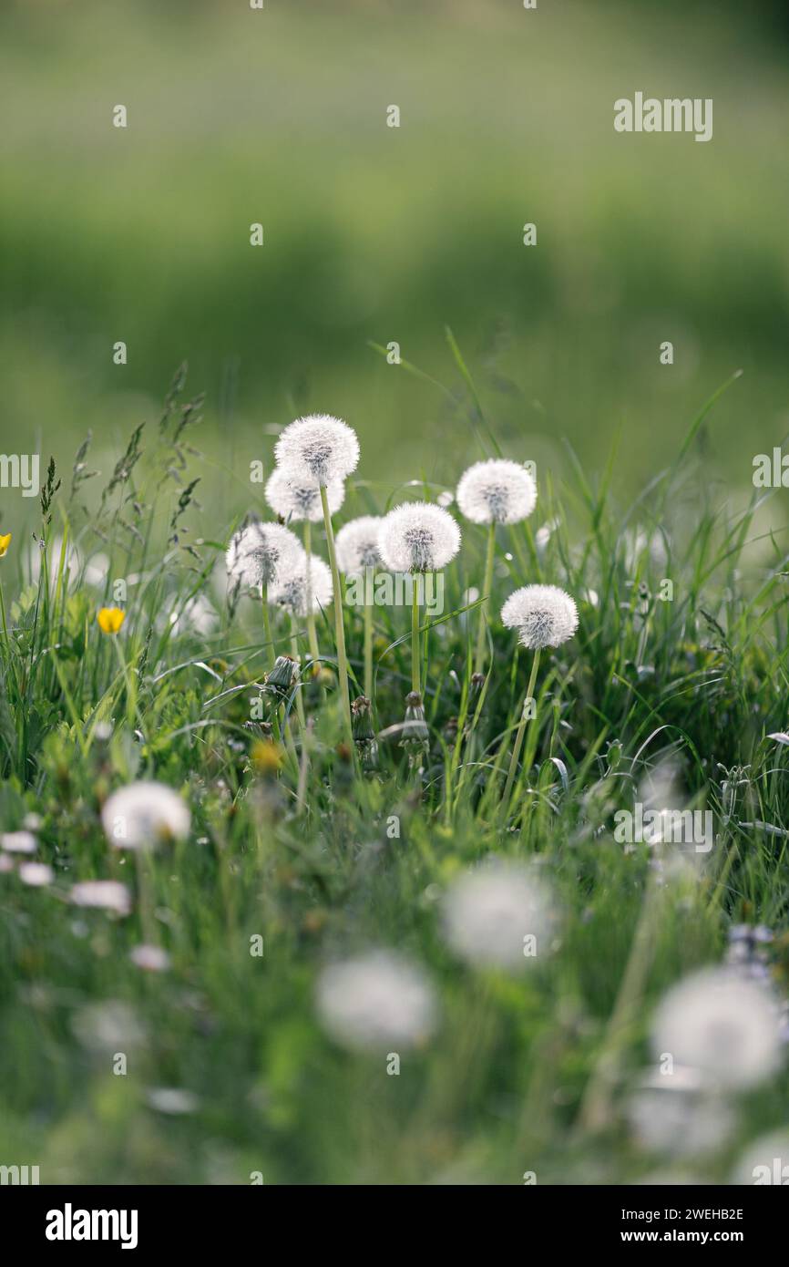 Dandelion bloom hi-res stock photography and images - Alamy