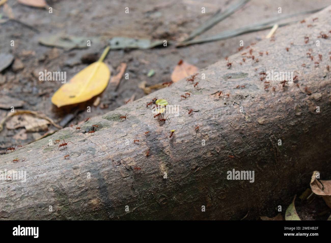 Closeup to a group of red giant ants carrying leaves pieces over a tree trunk of tropical jungle ...