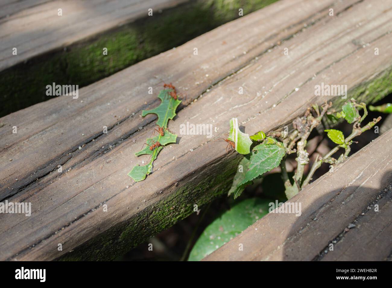 Close up to a red giant ants cutting a green leaf over a wooden ground ...