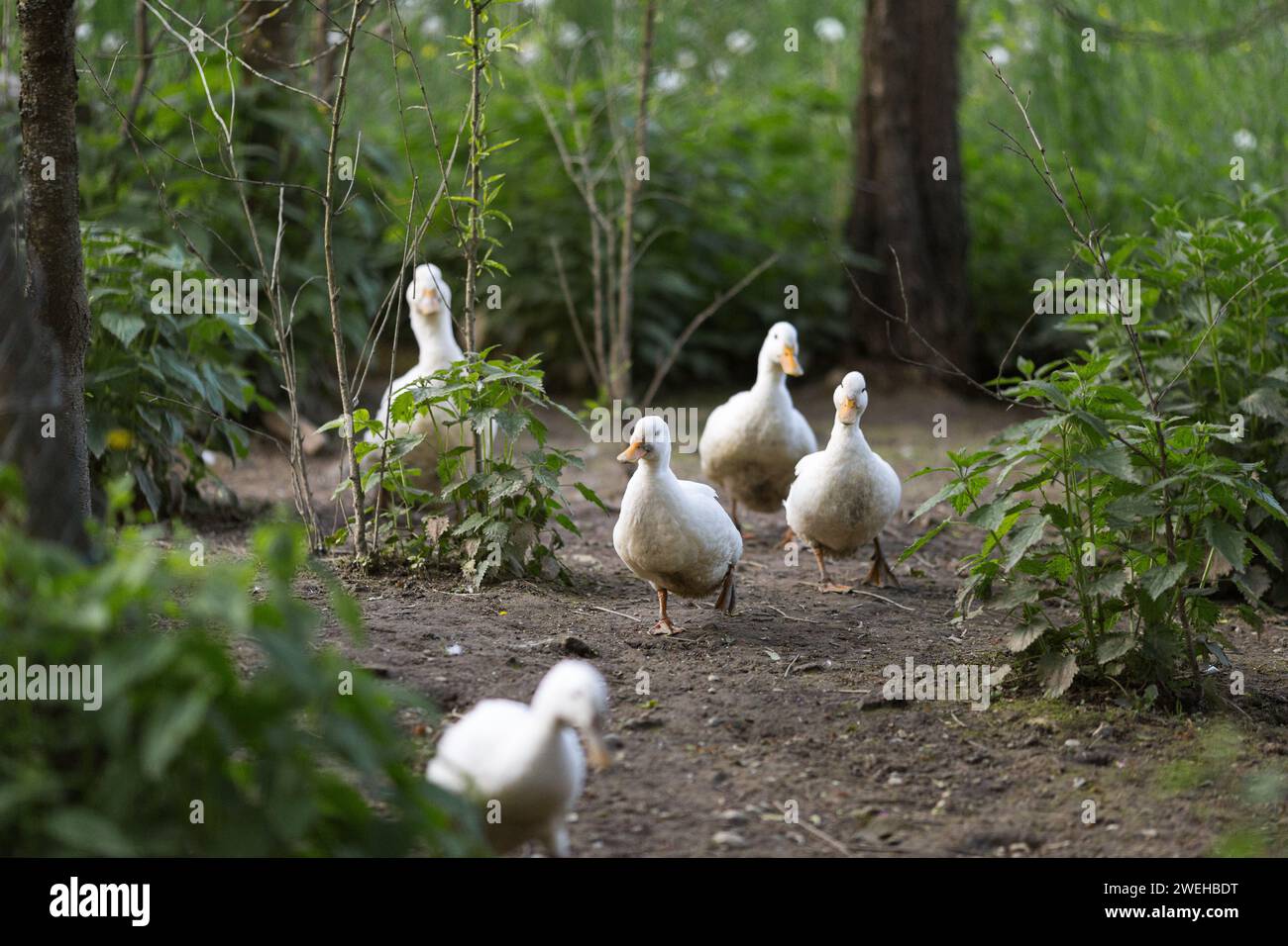 Beautiful white on poultry hi-res stock photography and images - Alamy