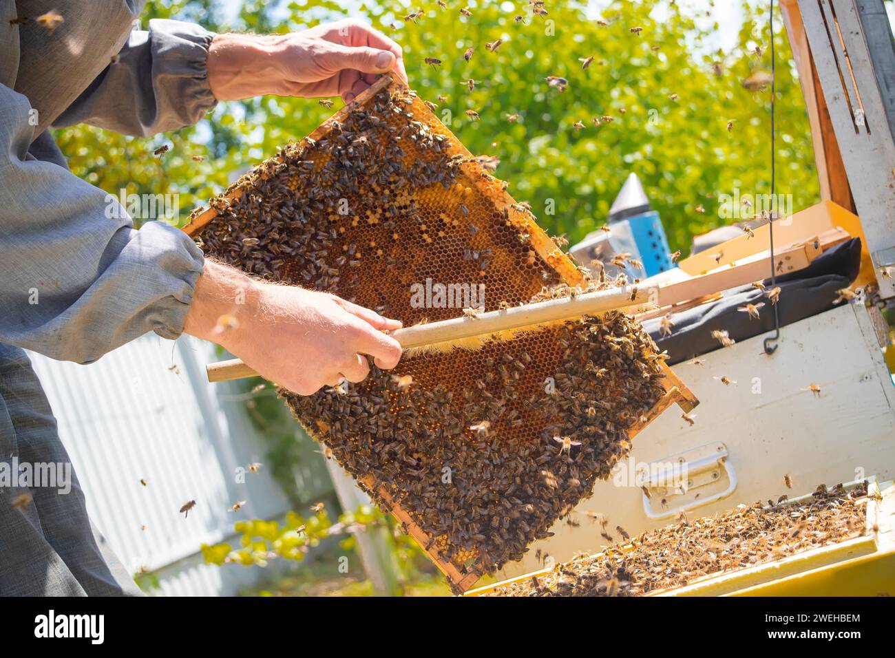 beekeeper swipes bees from frame, uniting bee family and puts frame ...