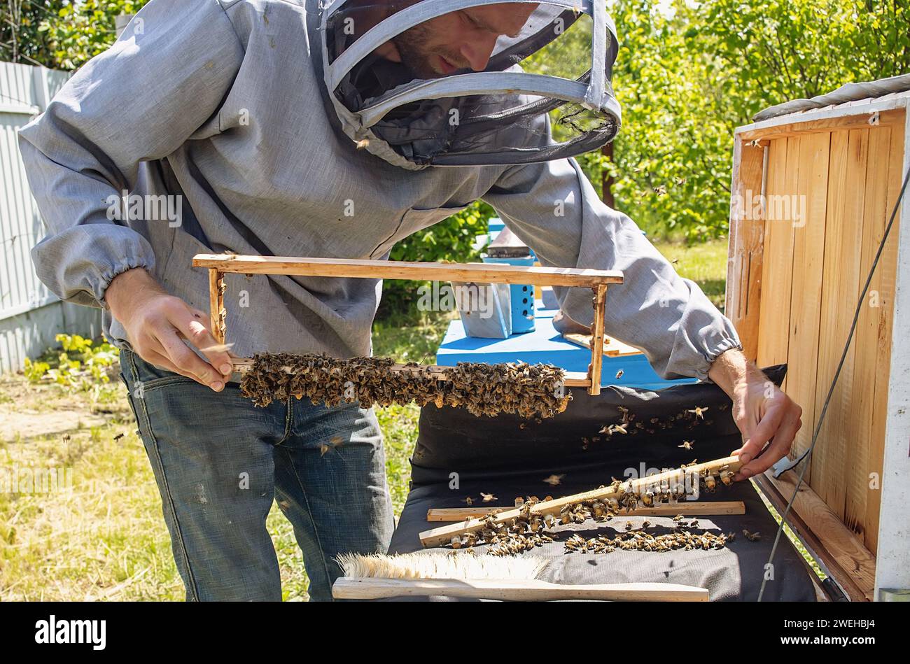 Beekeeping queen cell for larvae of queen bees. beekeeper in apiary ...