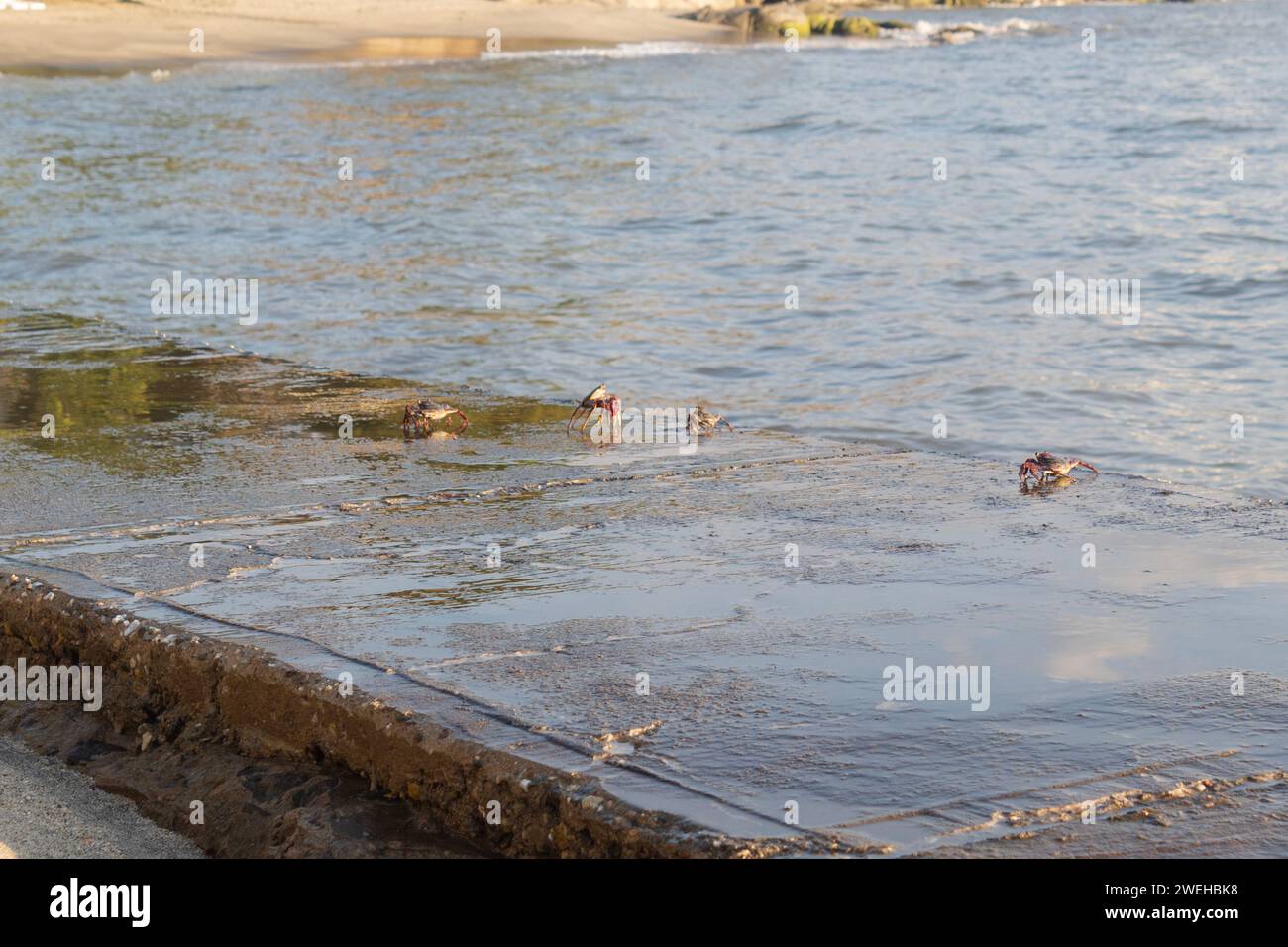 Four crabs over wet concrete shore taking sun of golden hour in santa ...