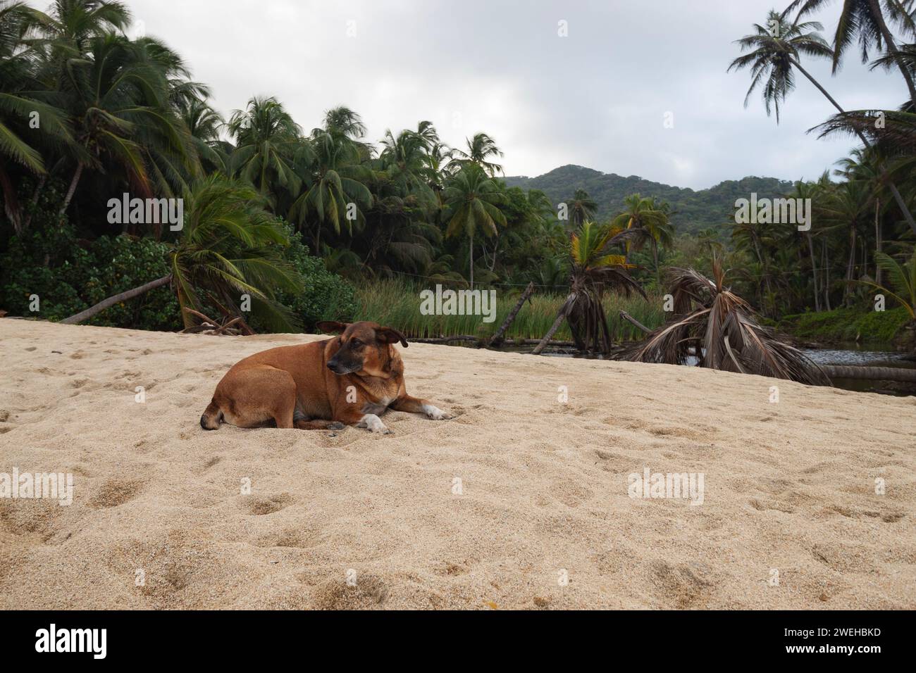 Brown half breed dog laying down in a beach with mangrove swamp jungle ...