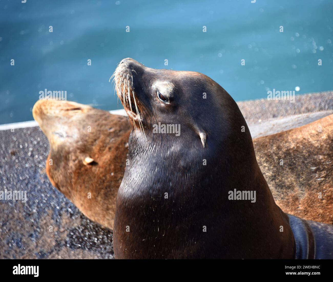 Two sea lions doze on a dock in Newport, Oregon. One has its eyes open ...