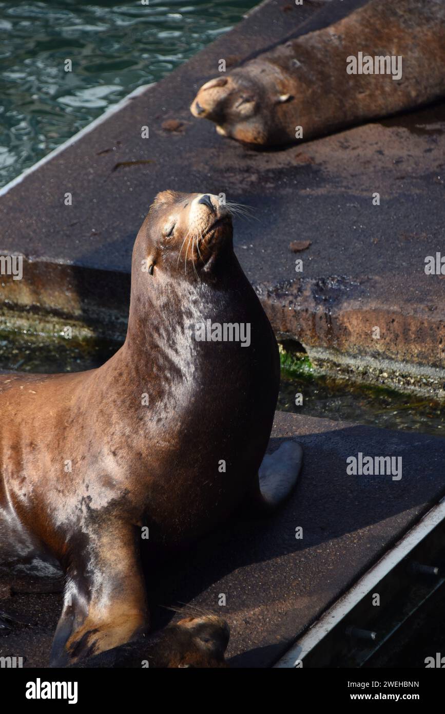 Group of Sea Lions rest on a dock in Newport, Oregon. One seal raises ...