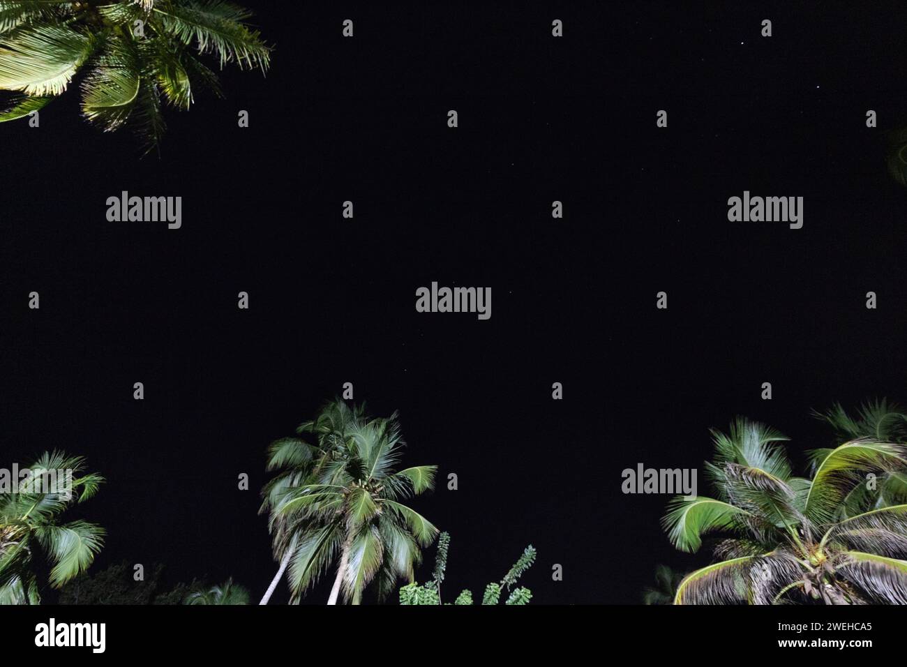 Faint stars with high palm trees landscape into colombia tayrona ...
