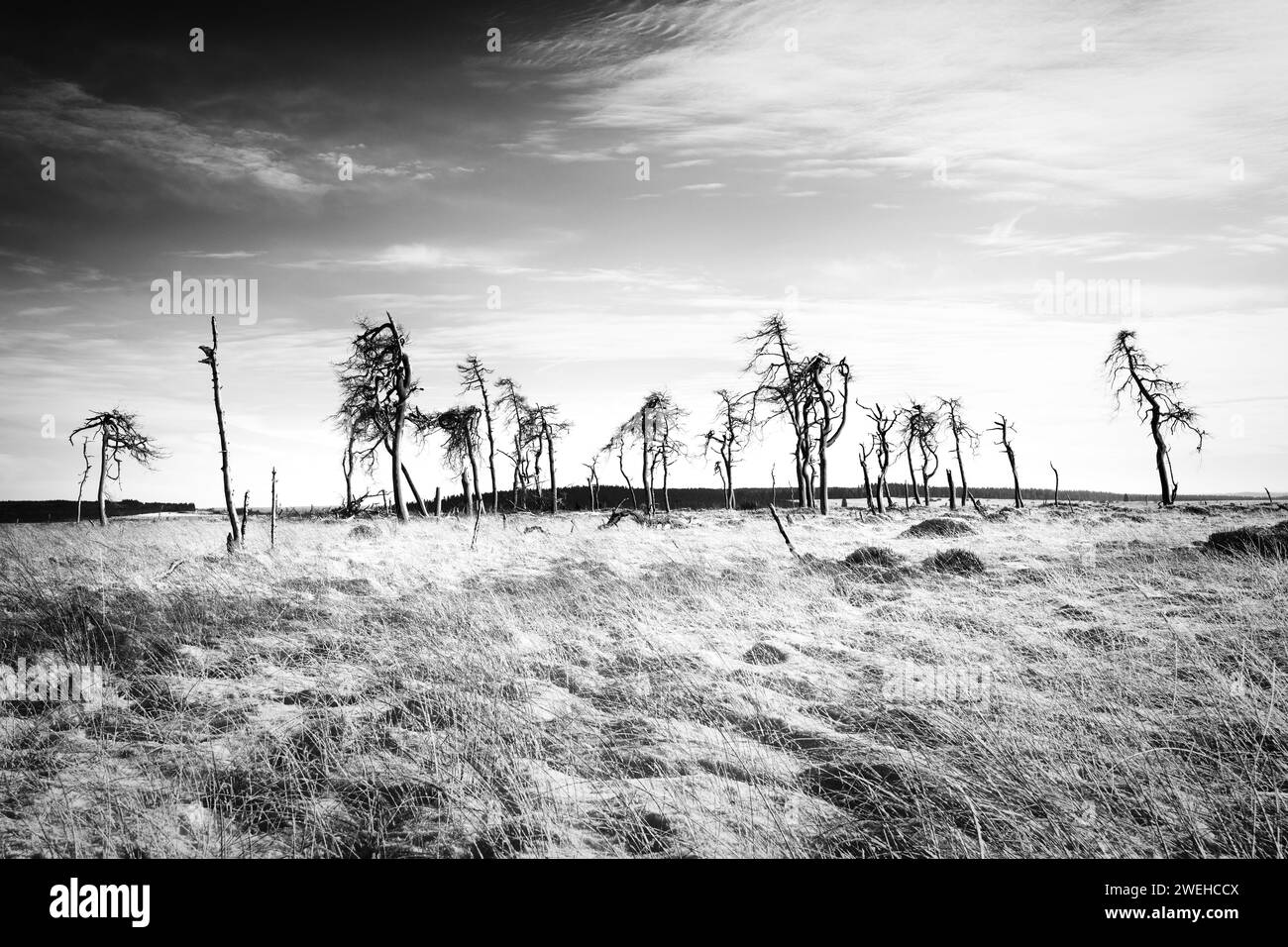 High fens nature park eifel hi-res stock photography and images - Alamy