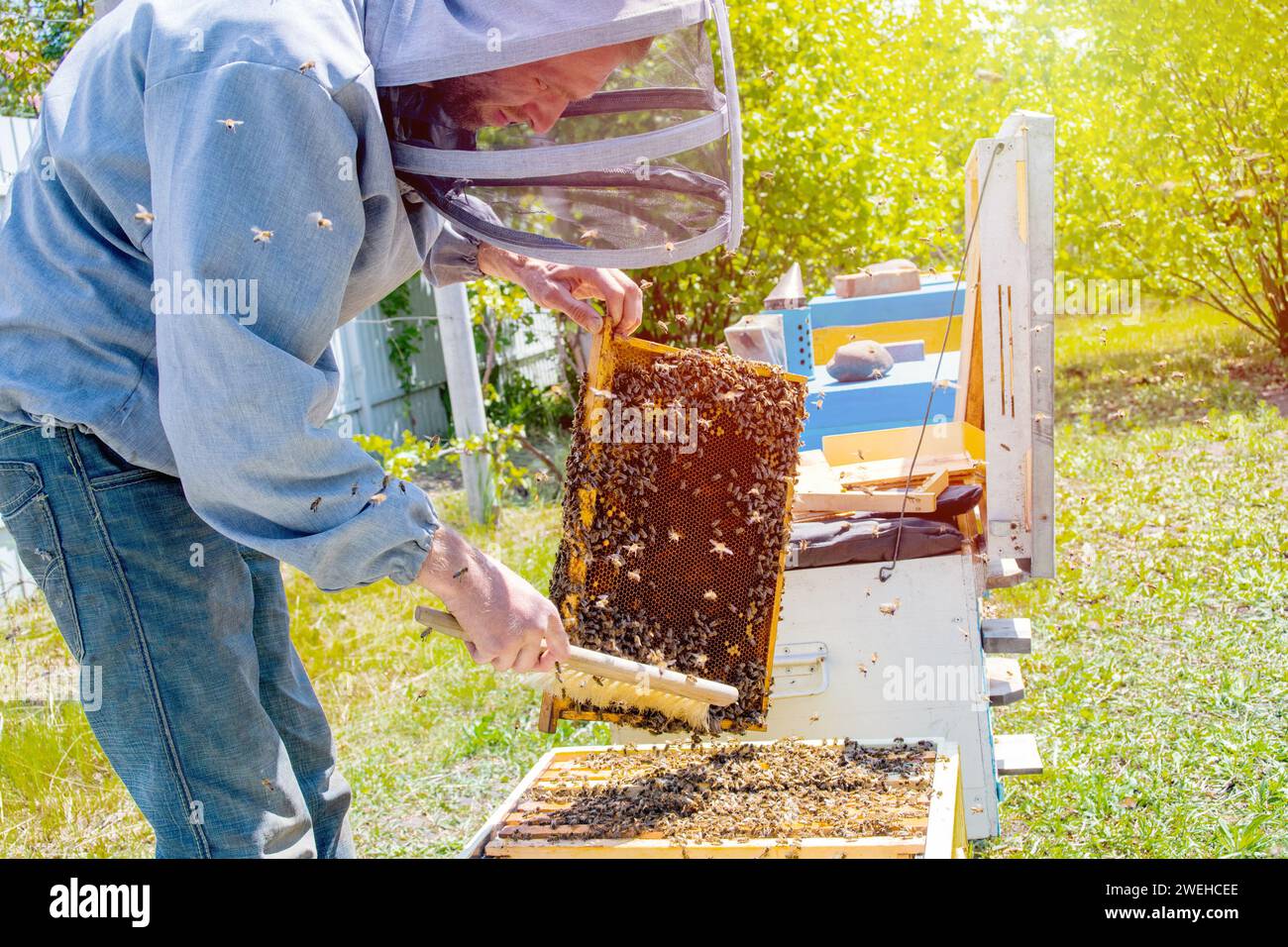 beekeeper swipes bees from frame, uniting bee family and puts frame ...