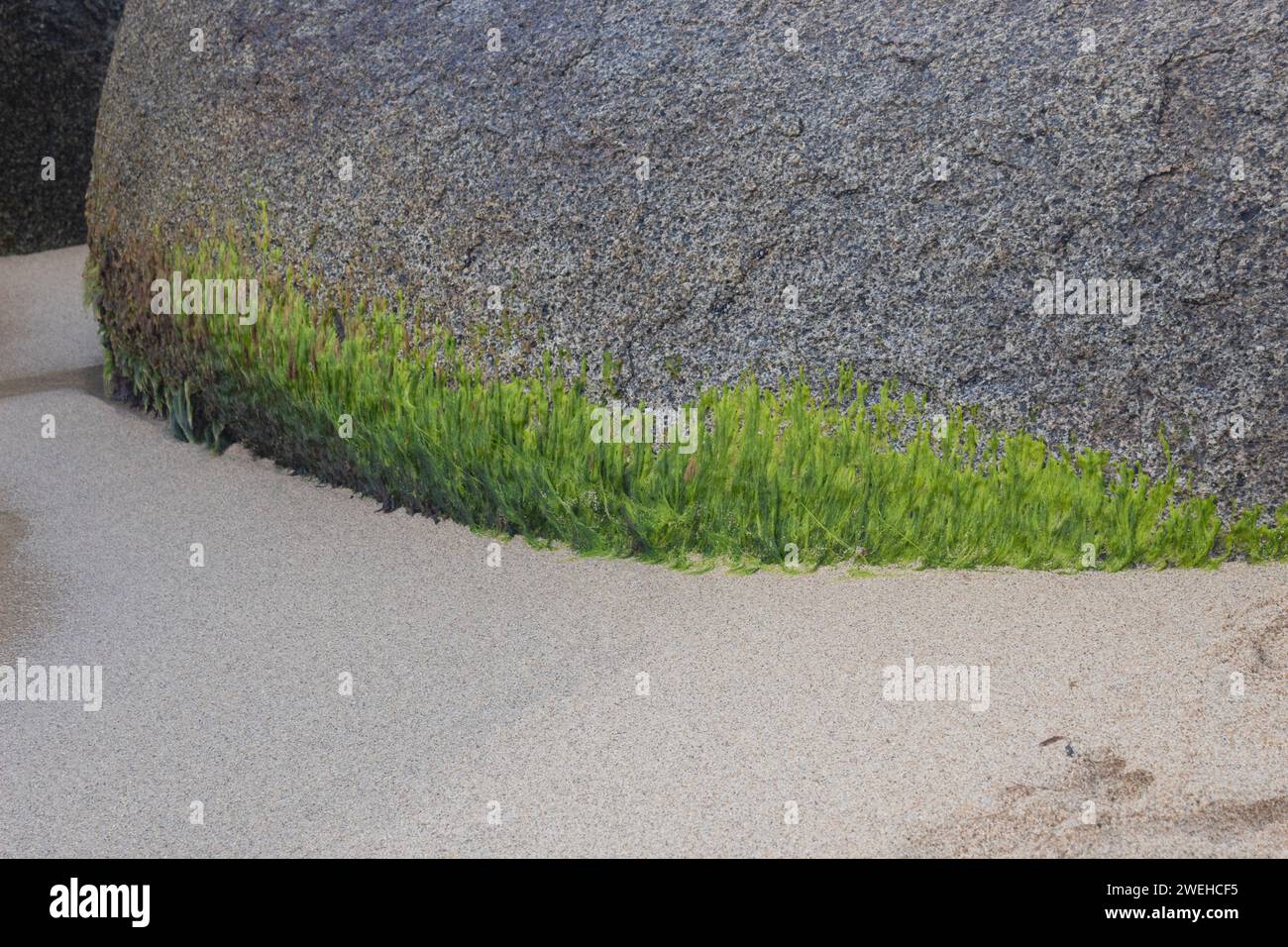 Colored green algae in water hi-res stock photography and images - Alamy