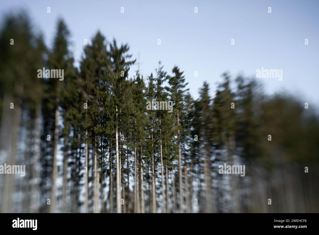 Different looking forest hi-res stock photography and images - Alamy