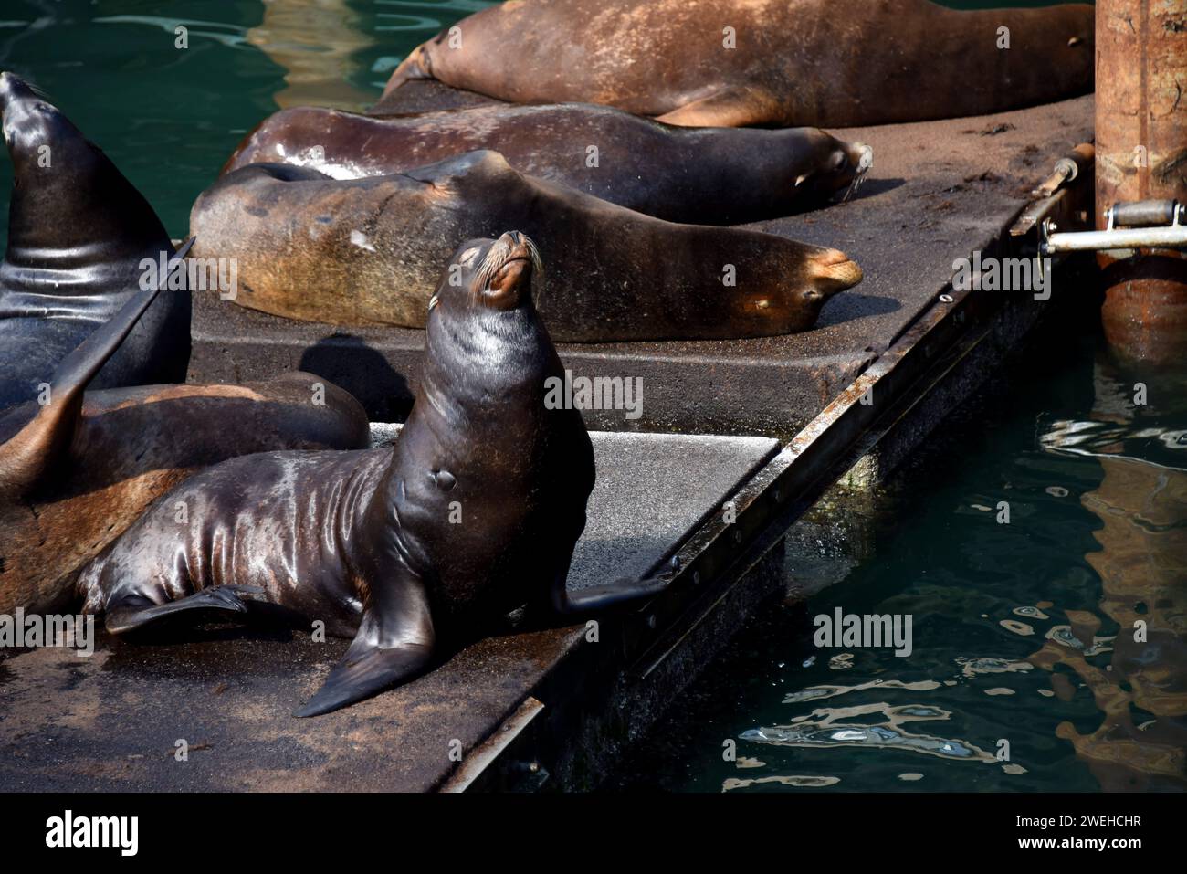 Group of Sea Lions bask in the sunshine on a dock in Newport, Oregon ...