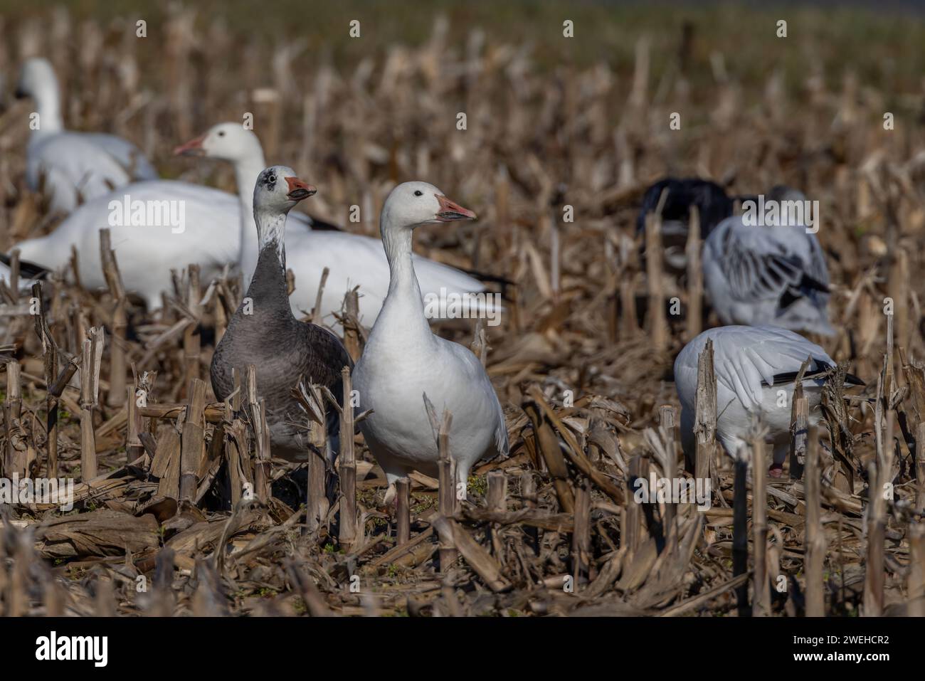 Snow geese and blue morph geese in a field of corn stubble during ...